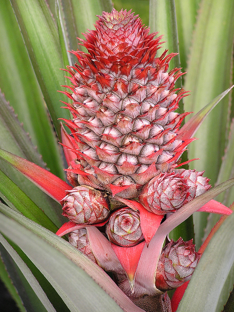 Benefits of Bromelain | Choose Good Health™